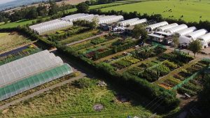 Wholesale plants for sale | Garden plant nursery in Devon