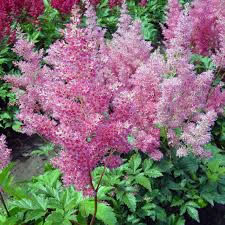 ASTILBE MAINZ | Rainbow Plants