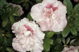 AZALEA NANCY OF ROBIN HILL | Rainbow Plants