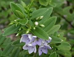 HEBE SUMMER BLUE | Rainbow Plants