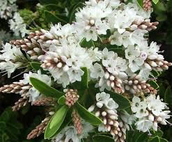 HEBE WHITE LADY | Rainbow Plants