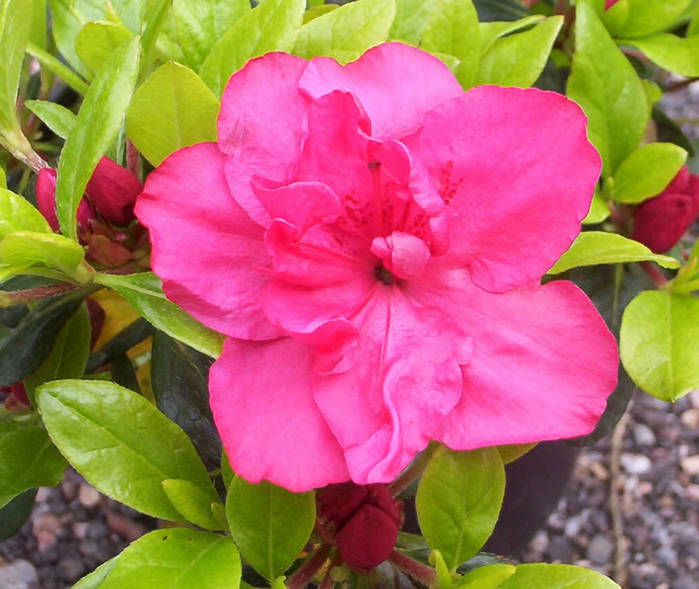 AZALEA JAPONICA MOTHERS DAY | Rainbow Plants