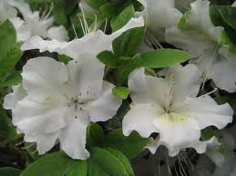 AZALEA MARY HELEN | Rainbow Plants