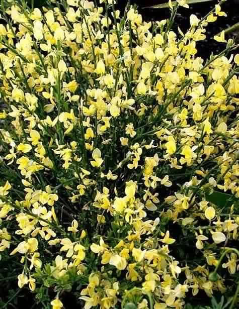 CYTISUS PRAECOX ALLGOLD | Rainbow Plants