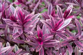 HEBE HEARTBREAKER | Rainbow Plants