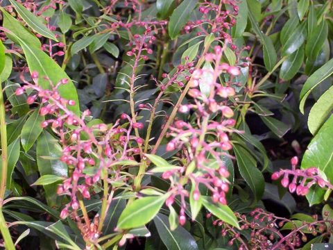 PIERIS JAP PINK DELIGHT | Rainbow Plants