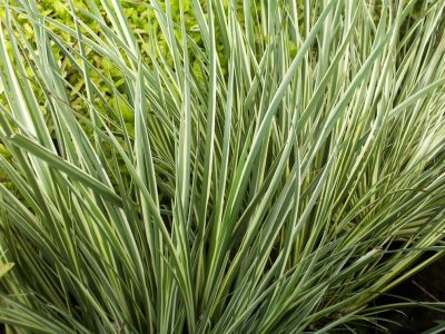 Buy plants wholesale Devon | Evergreens, shrubs, trees for sale
